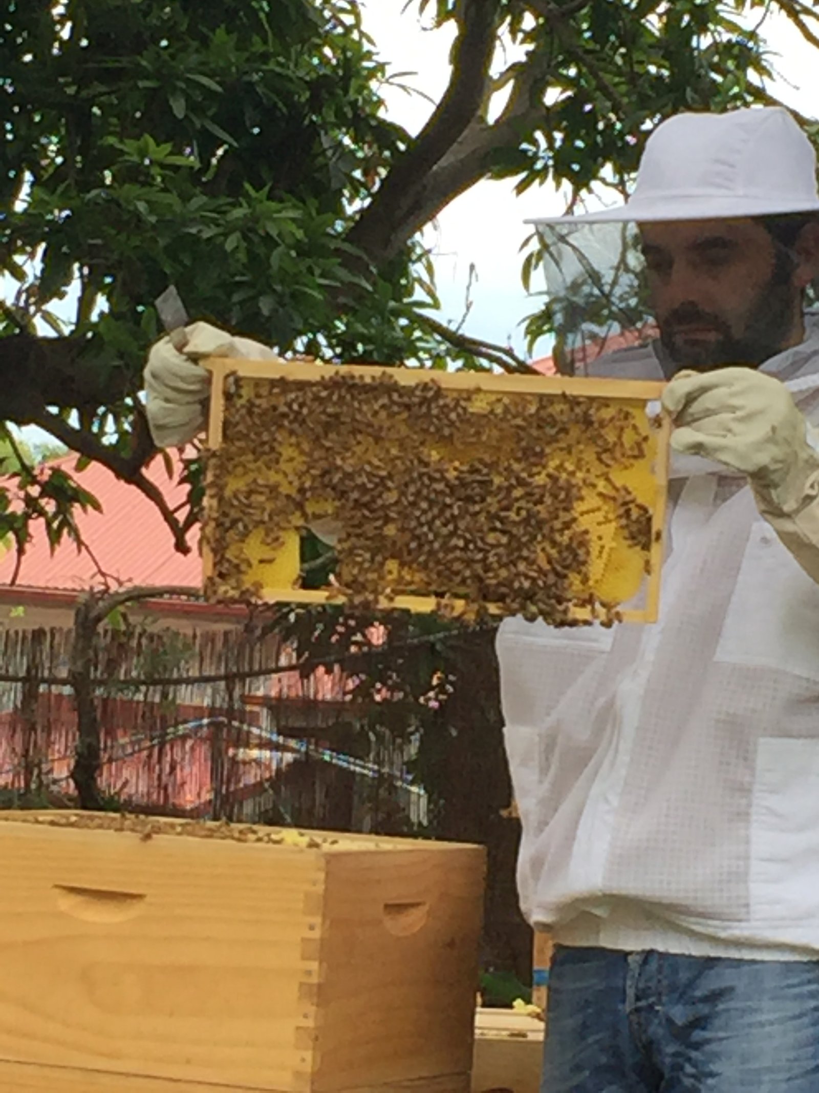 Swarmpatrol : BeeKeepers - Honey Bee Swarm Removal